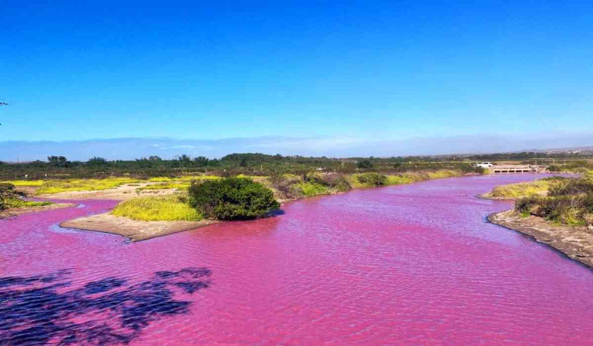 Hawaiian Wildlife Pond Miraculously Turns Vibrant Pink Amid